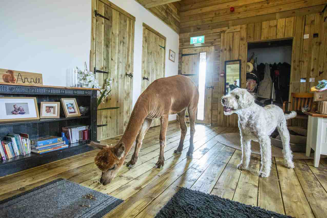 Meet The Most Pampered Alpaca In The World - JOLLY TIME®